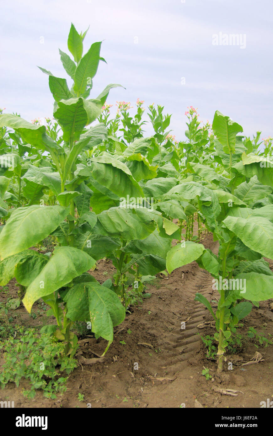 Nicotiana tabacum tobacco leaves hi-res stock photography and images ...