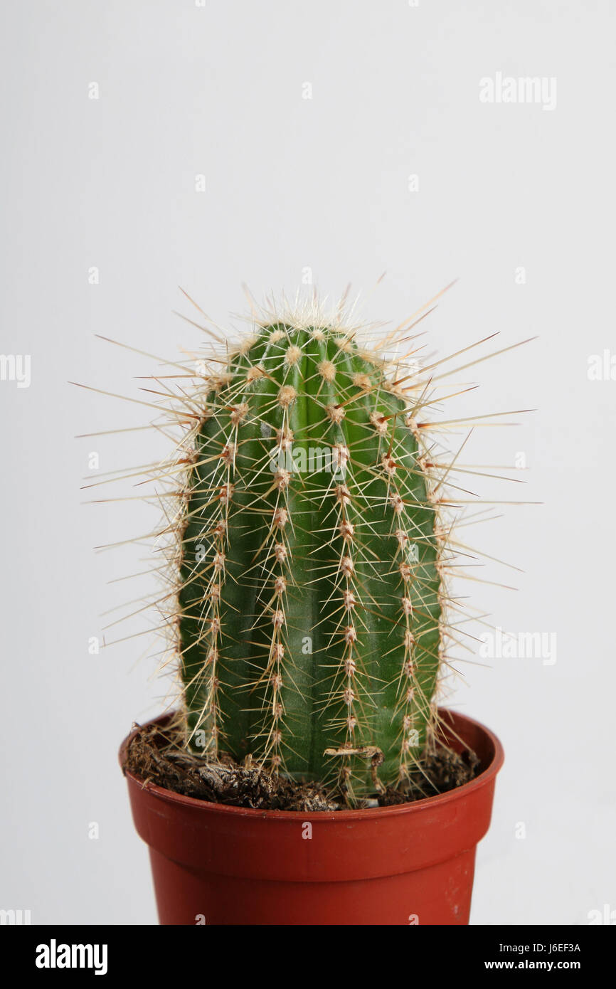 plant herb cactus studio plant herb cactus desert waste wild ground ...