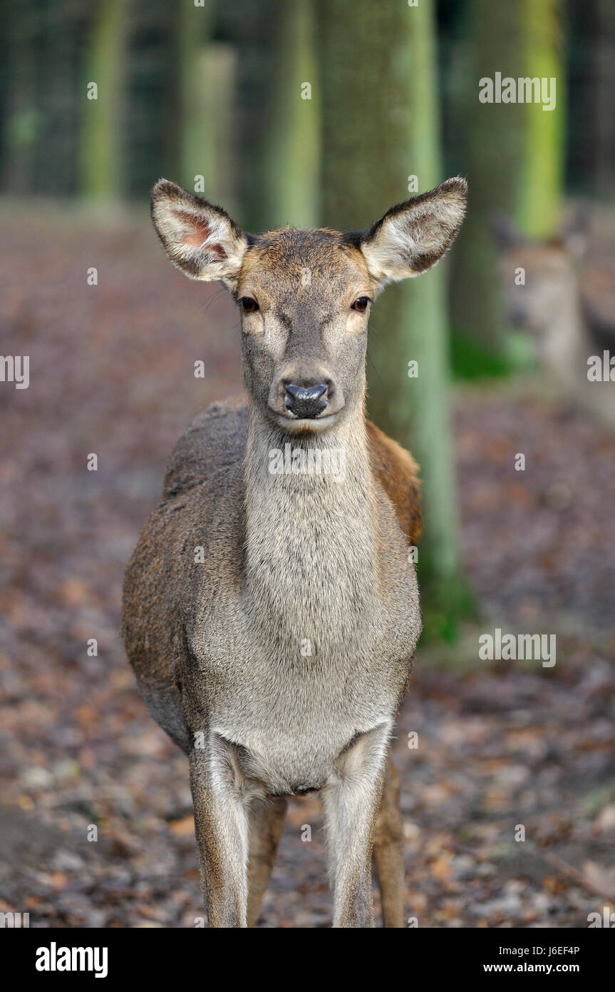 deer - cervus elaphus Stock Photo - Alamy