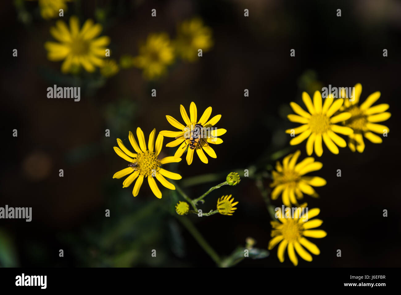 Yellow daisy hi-res stock photography and images - Alamy