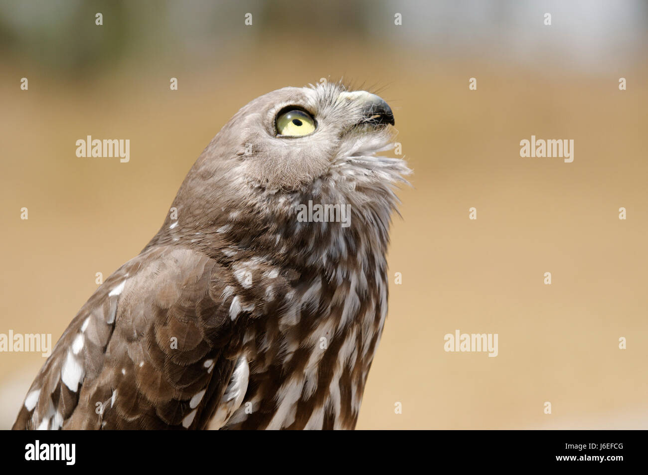 Australian hawk hi-res stock photography and images - Alamy