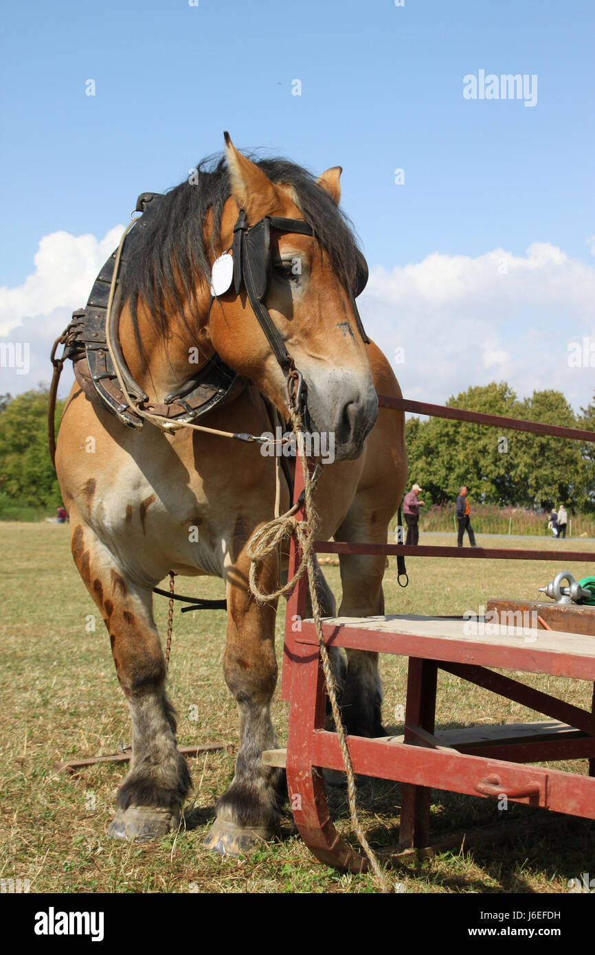Belgian gaul hi-res stock photography and images - Alamy