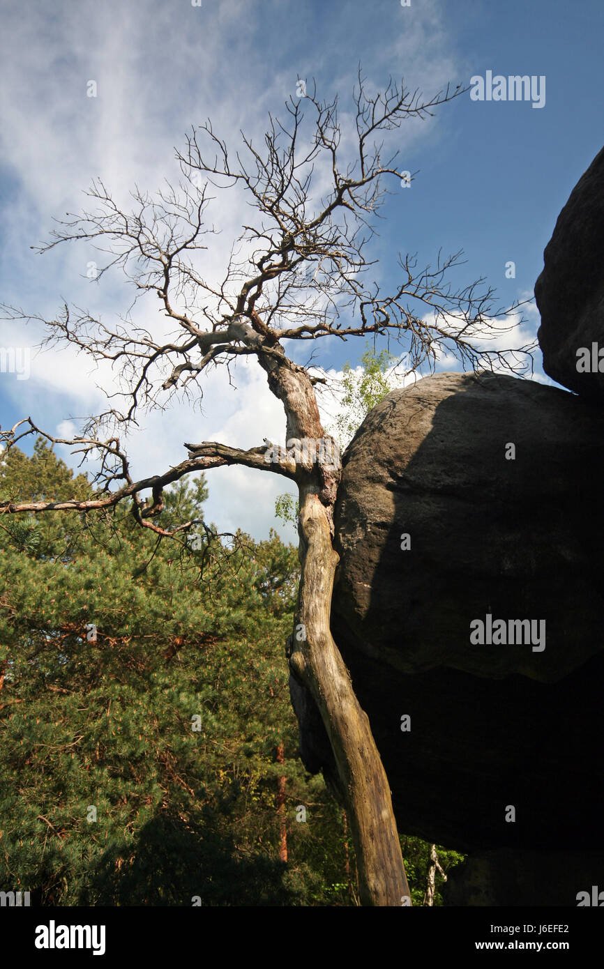 tree in the rock Stock Photo - Alamy