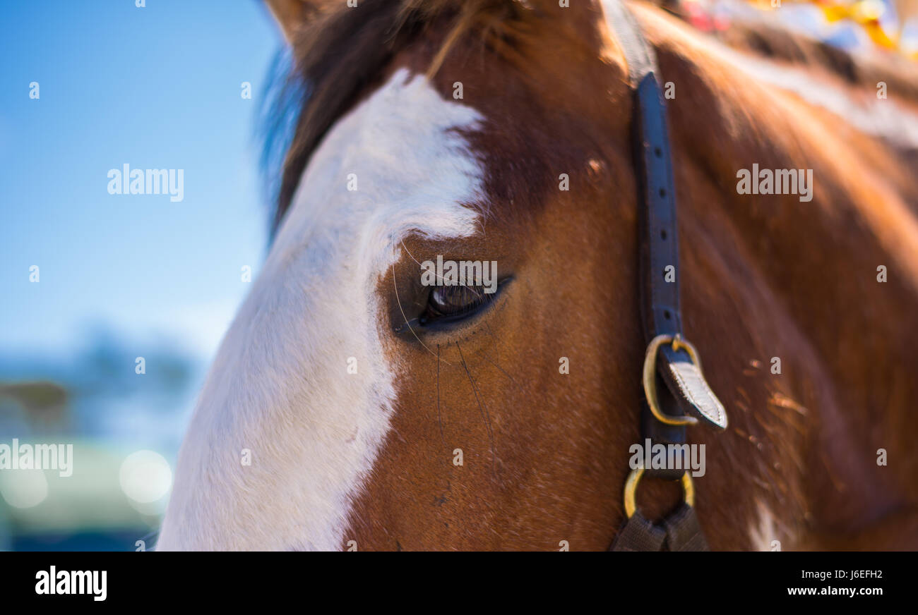 Shire horse closeup Stock Photo - Alamy