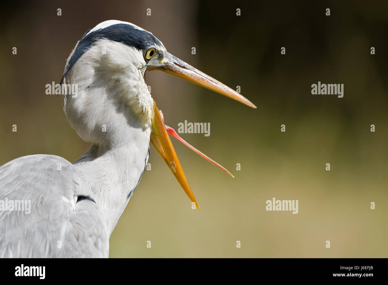 bird tongue birds beak heron beaks neck detail eye organ wing feathers ...