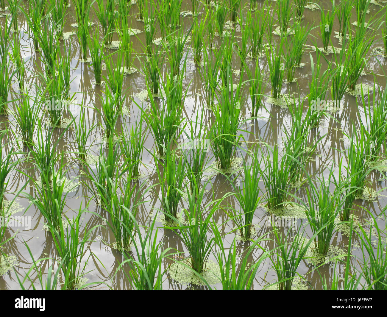 asia agriculture farming field malaysia watering irrigation rice nature ...