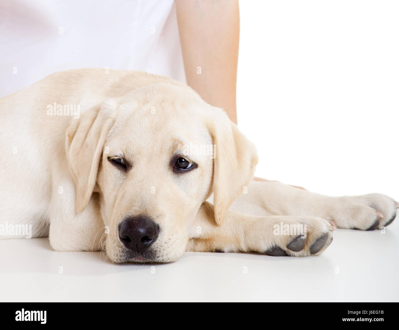 animal pet sad dog vet veterinarian check doctor physician medic ...