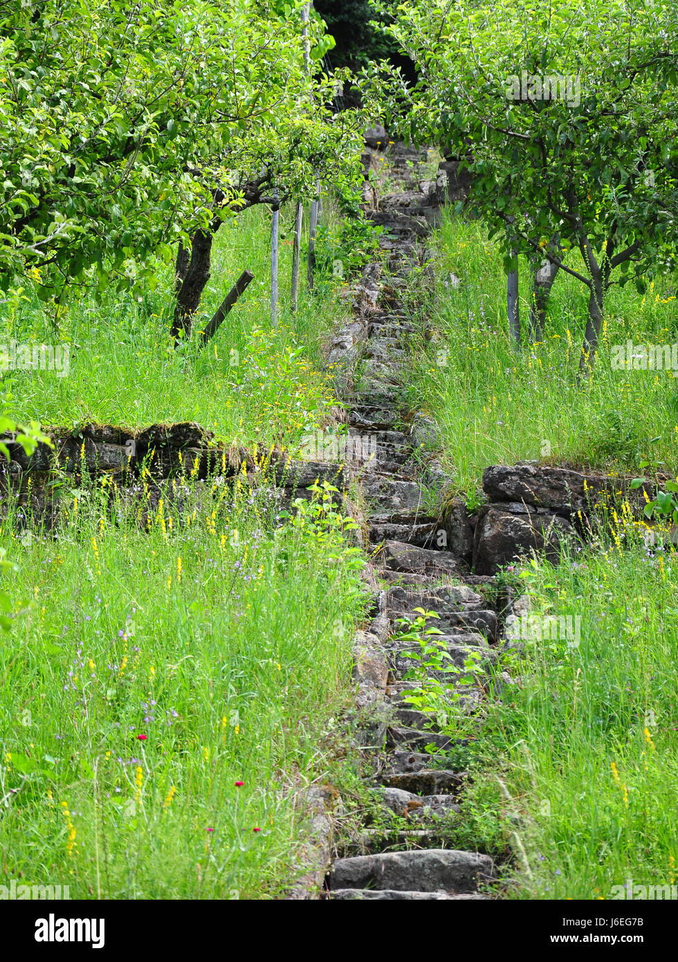 tree garden stone fruit traditional gardens orcharding fruit-growing ...