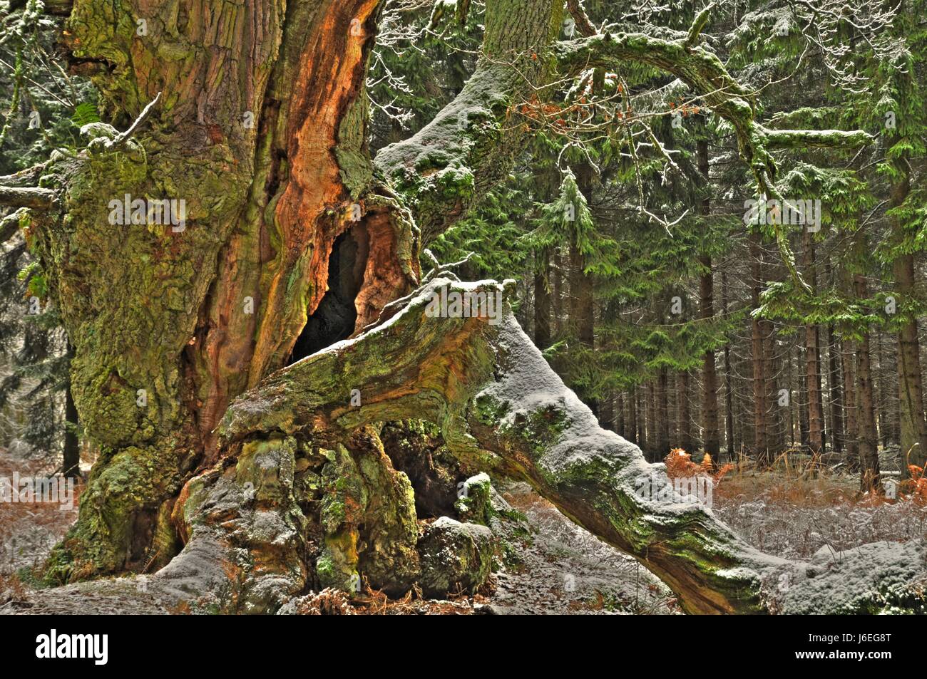german oak hdr Stock Photo - Alamy