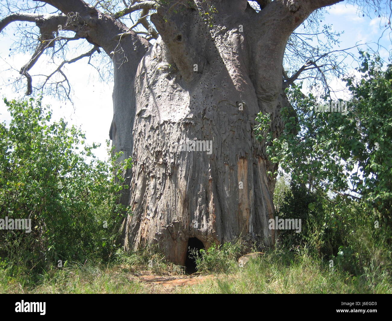 africa safari tanzania baobab africa entrance safari opening tanzania ...