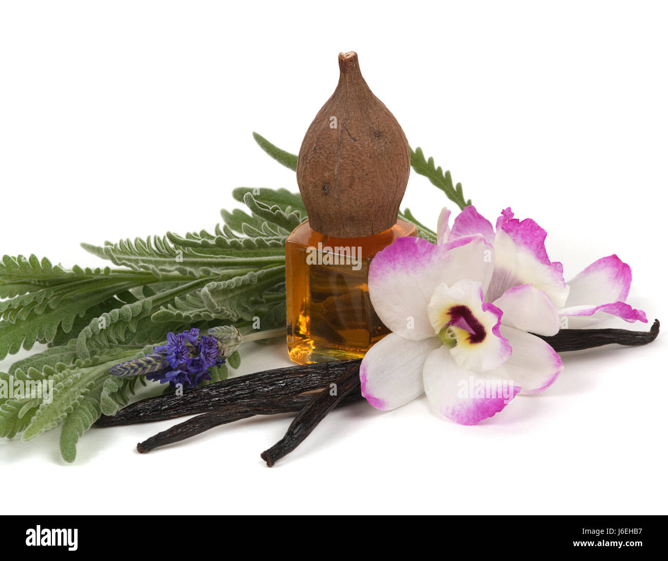 spice massage herb vanilla flower orchid plant oil food aliment flower ...