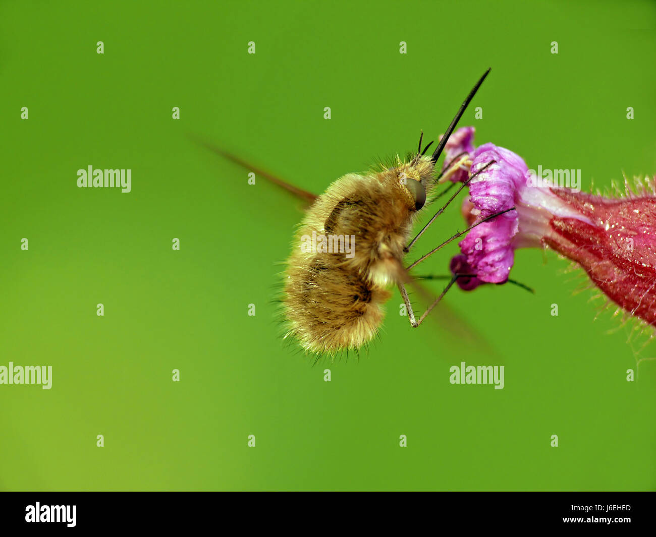 flap flight insect wing flap fly flies flys flying trauerschweber ...