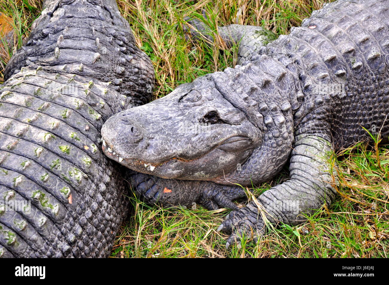 danger animal reptile teeth wild animals saurian skin usa lie lying ...