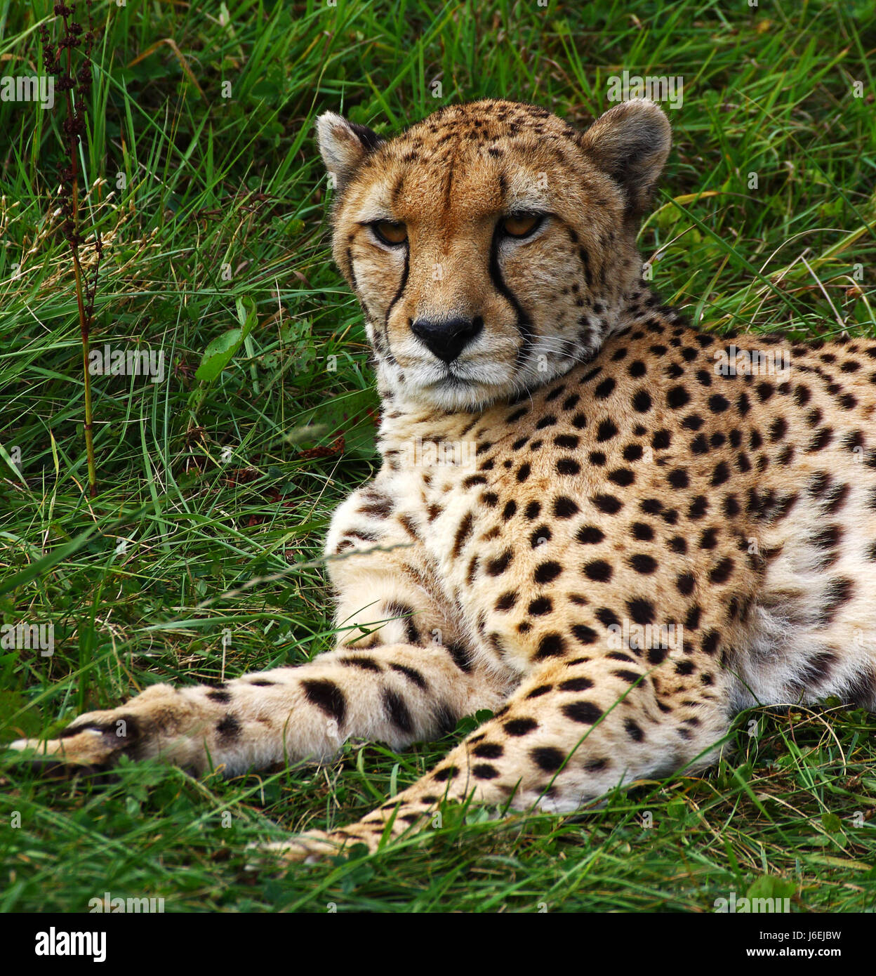 Hunter Big Cat Feline Predator Prey Booty Cat Cheetah Colour Pussycat