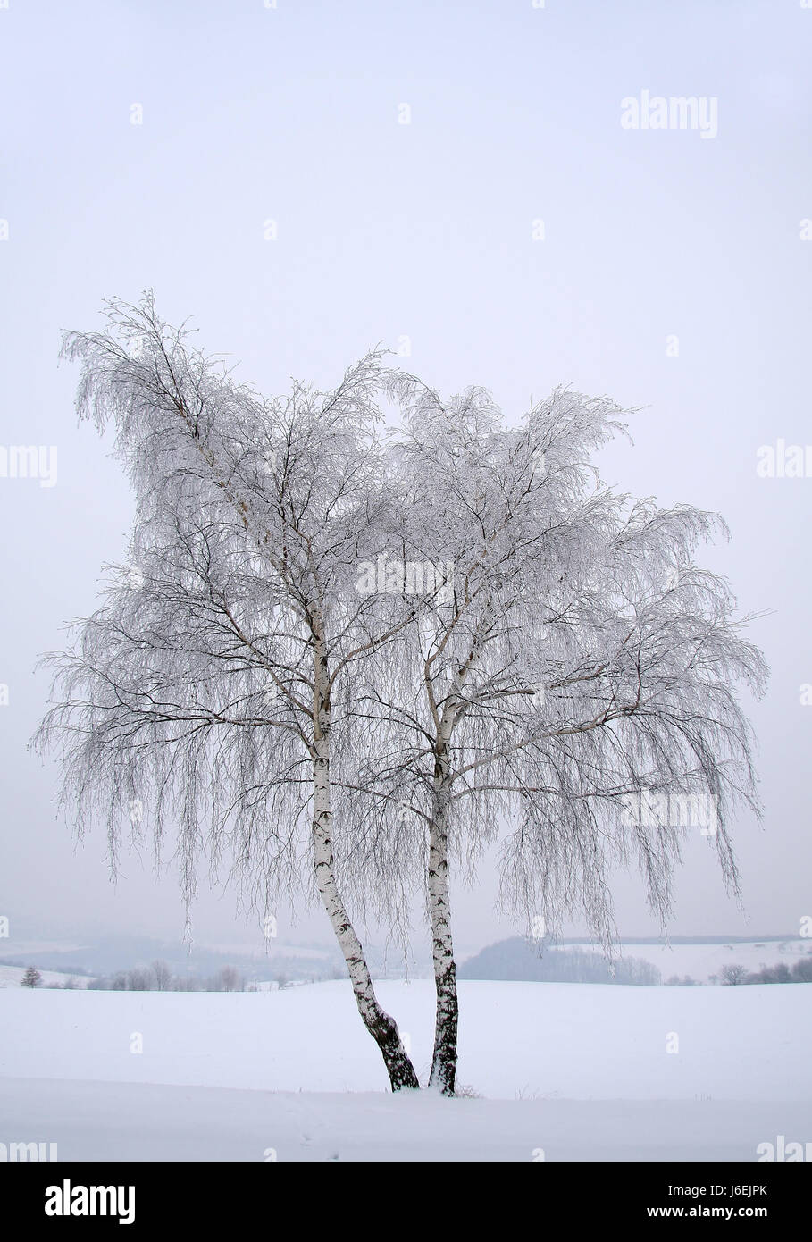 birches in winter Stock Photo - Alamy