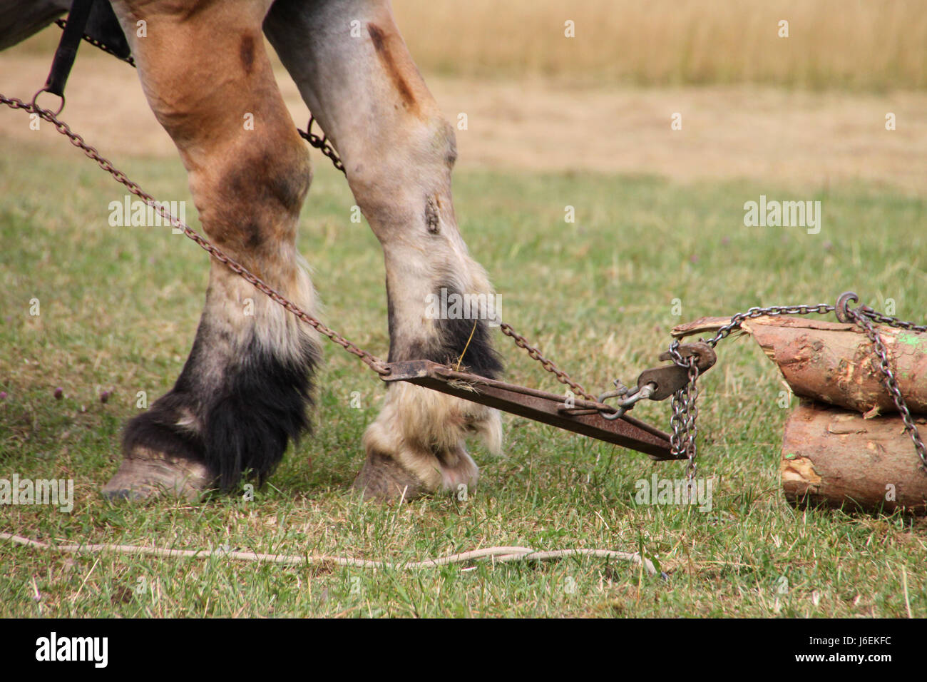 detail wood back cold blooded animal draught horse to give a jerk ...