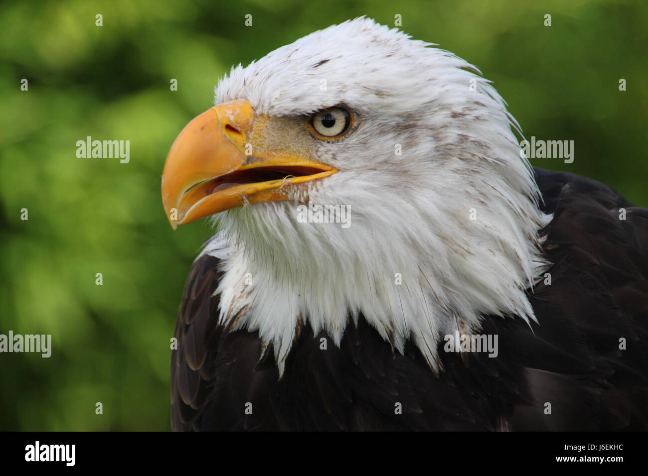 Angry bald eagle haliaeetus leucocephalus hi-res stock photography and ...