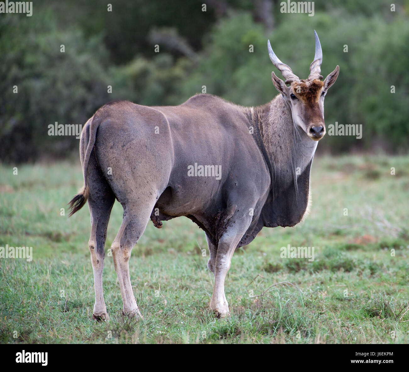 africa wildlife bush south africa africa wildlife bush south africa ...