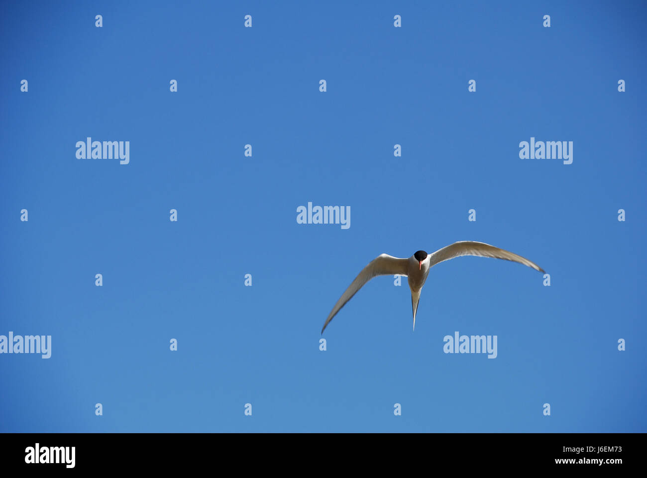 bird birds wing beak yachtsman swallow volplane beaks fly flies flys ...