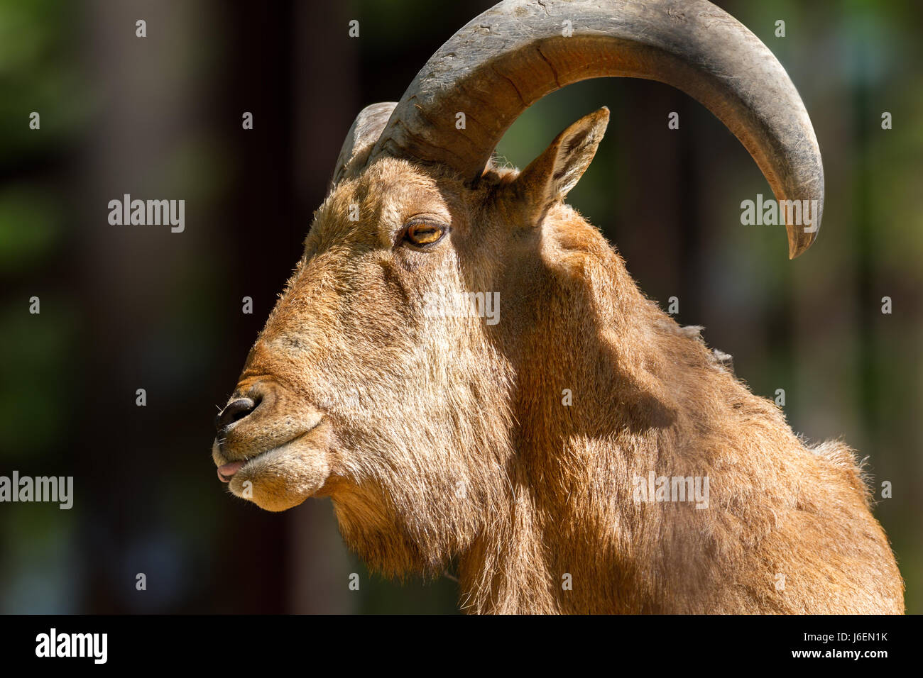 Large goat hi-res stock photography and images - Alamy