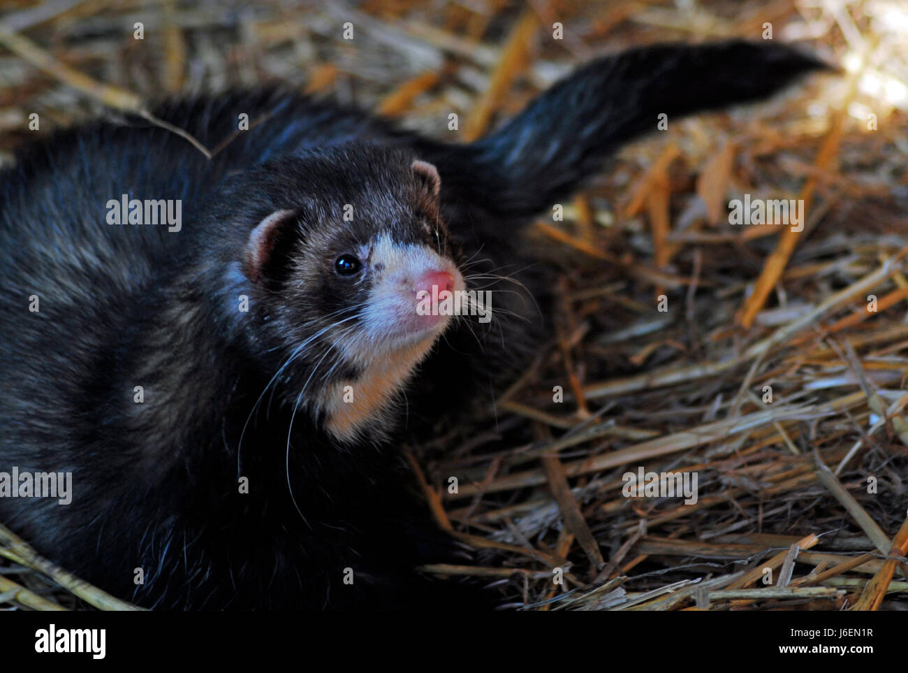Europischer iltis hi-res stock photography and images - Alamy