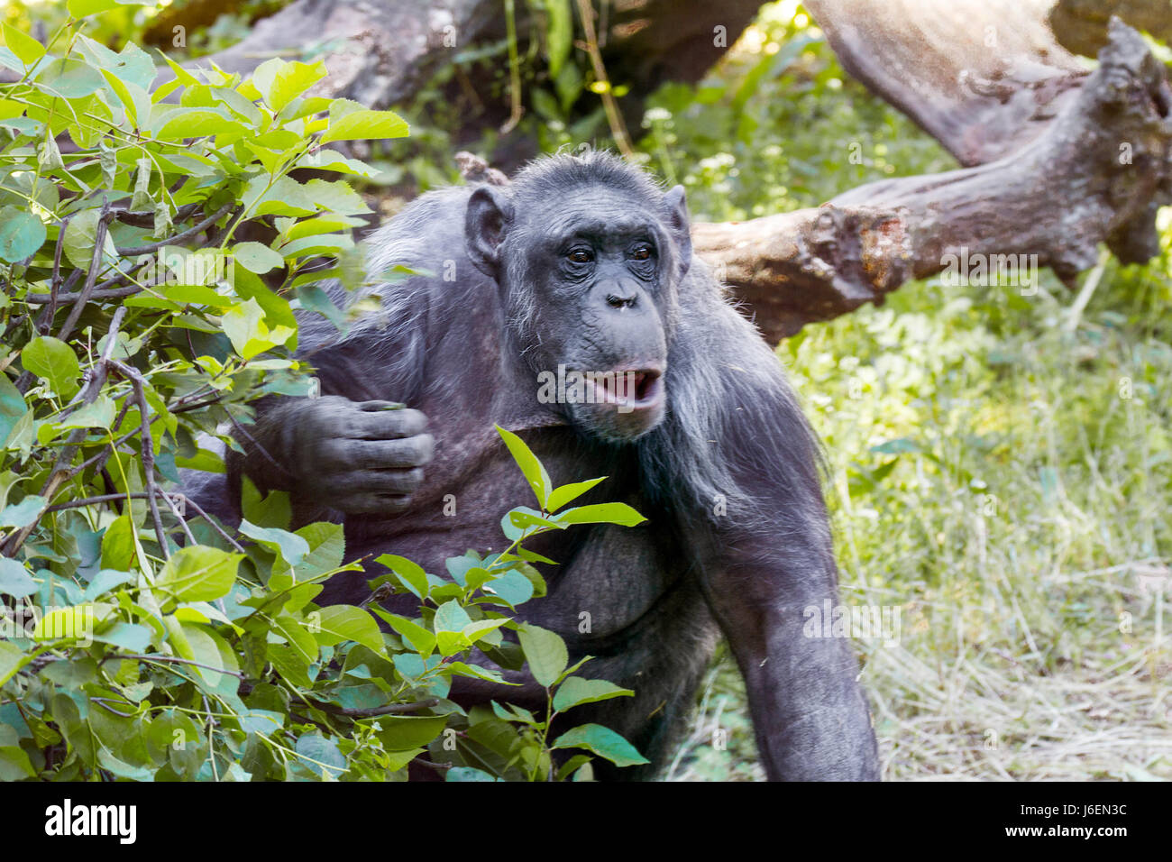 Chimpanzee hands head hi-res stock photography and images - Alamy