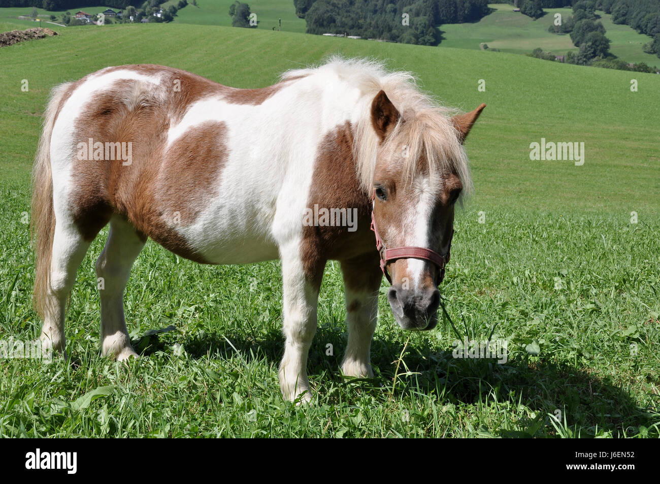 American miniature pony hi-res stock photography and images - Alamy