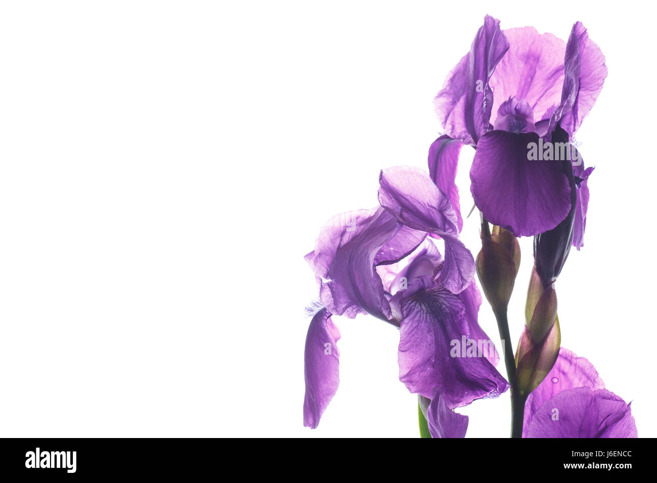 Blooming white iris purple Cut Out Stock Images & Pictures - Alamy