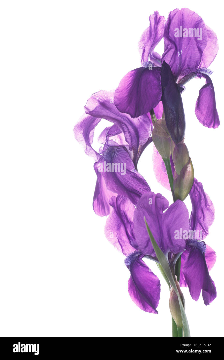 Purple iris border Cut Out Stock Images & Pictures - Alamy
