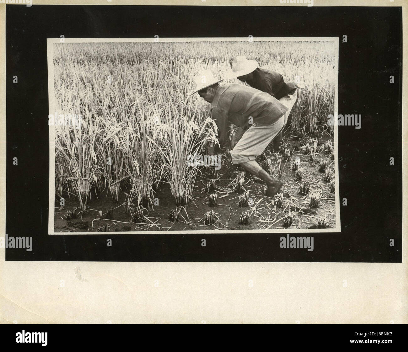 TWO MEN WORKING IN THE FIELD Stock Photo - Alamy