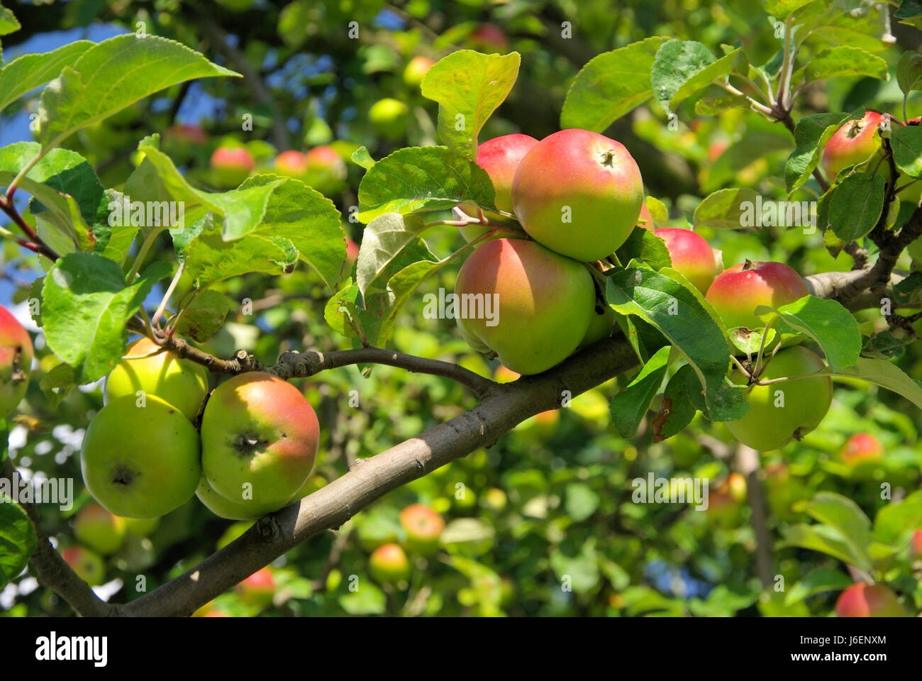 apple on the tree - apple on tree 109 Stock Photo - Alamy