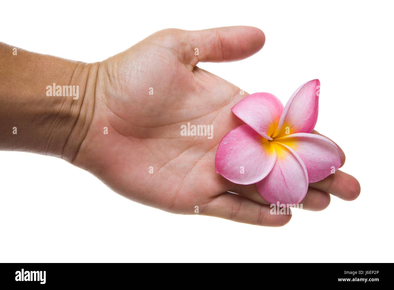 hand hands handshake isolated flower plant peaceful peace pink hand ...