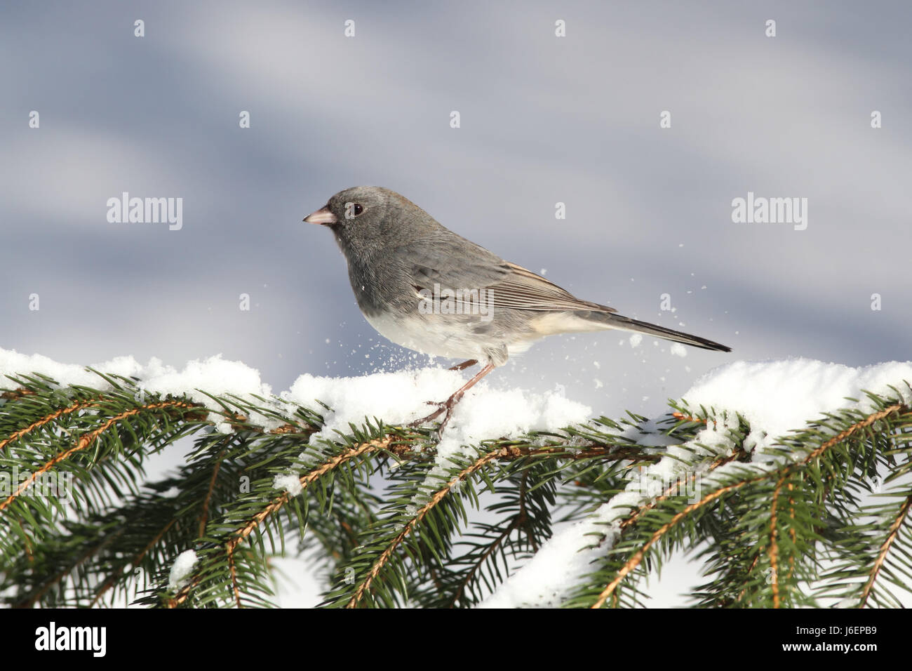 bird wild snow coke cocaine material drug anaesthetic addictive drug ...