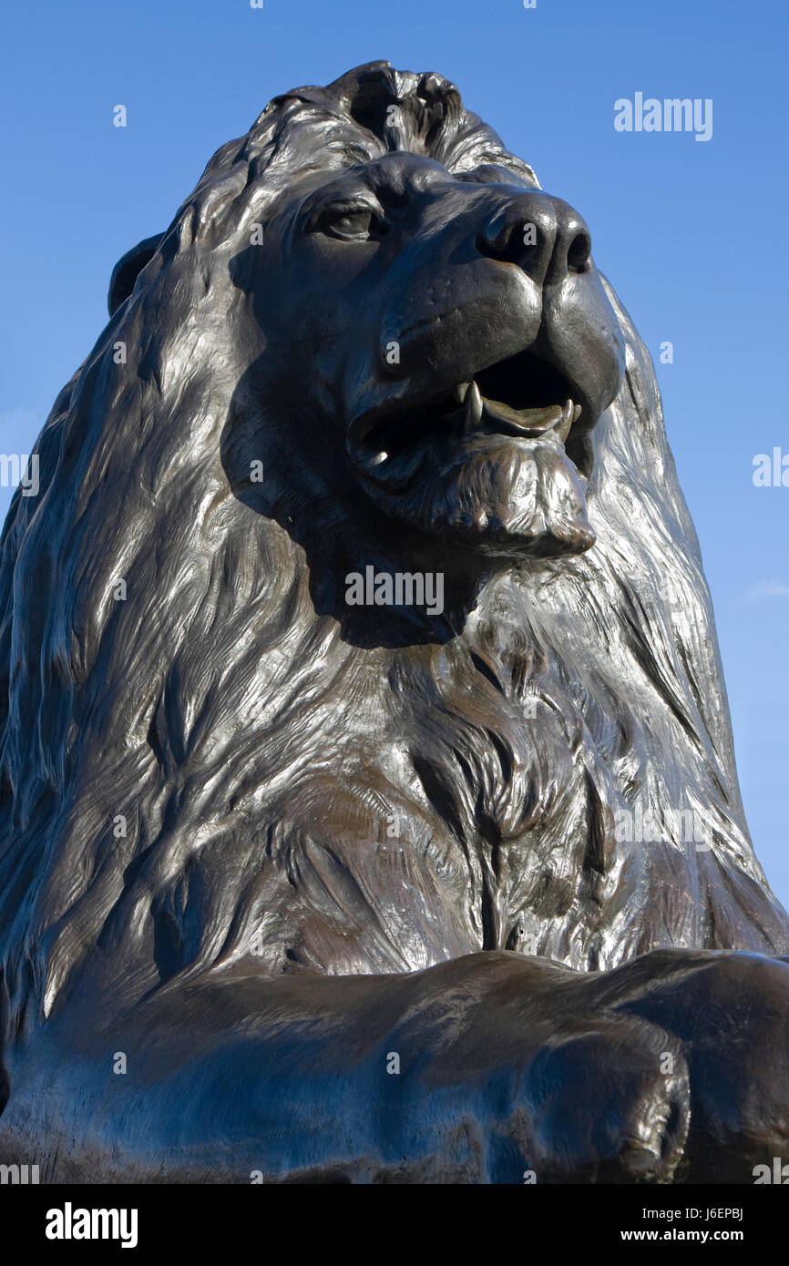 animal london britain animal mammal tourism lion cat big cat feline ...