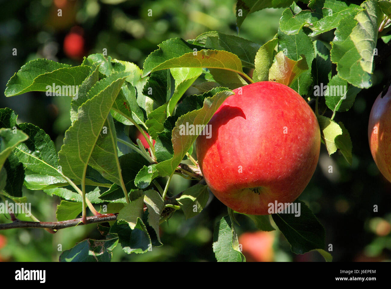 apple on the tree - apple on tree 32 Stock Photo - Alamy