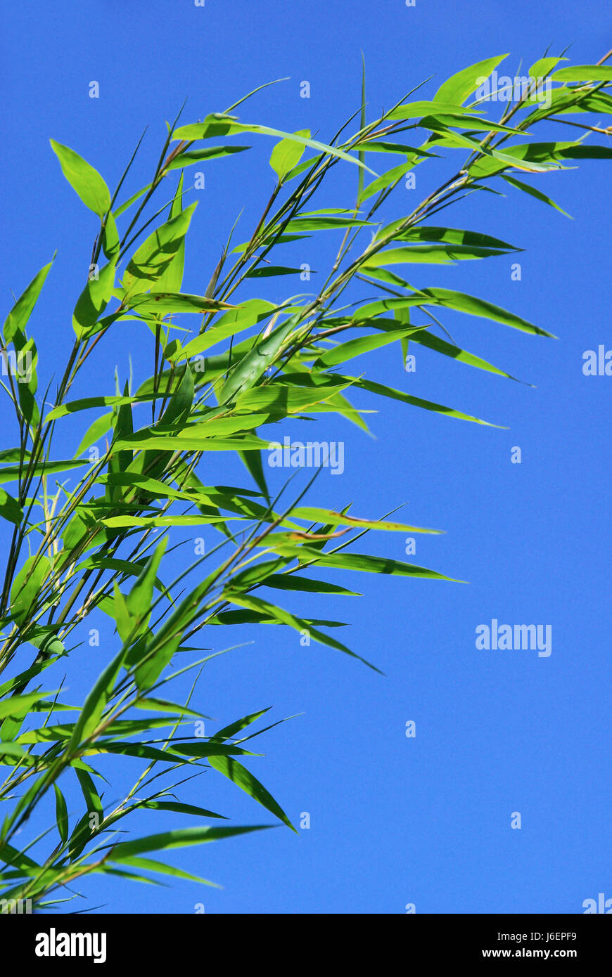 reed bamboo blade page sheet meadow grass lawn green tube pipe blue ...