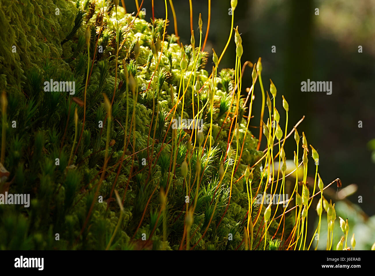 Spurs on forest floor hi-res stock photography and images - Alamy
