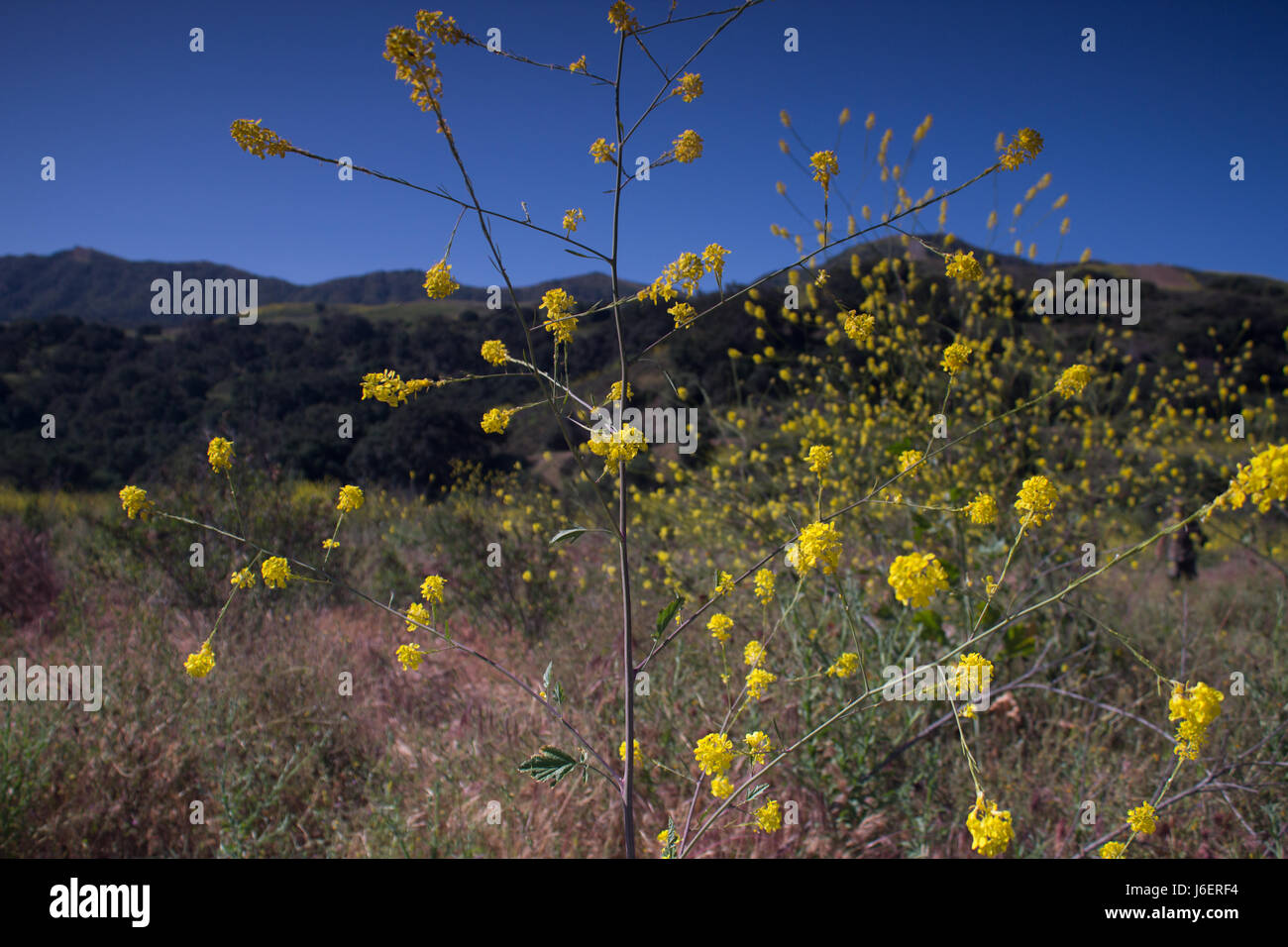 Camp Pendleton’s terrain is covered in yellow after heavy precipitation ...