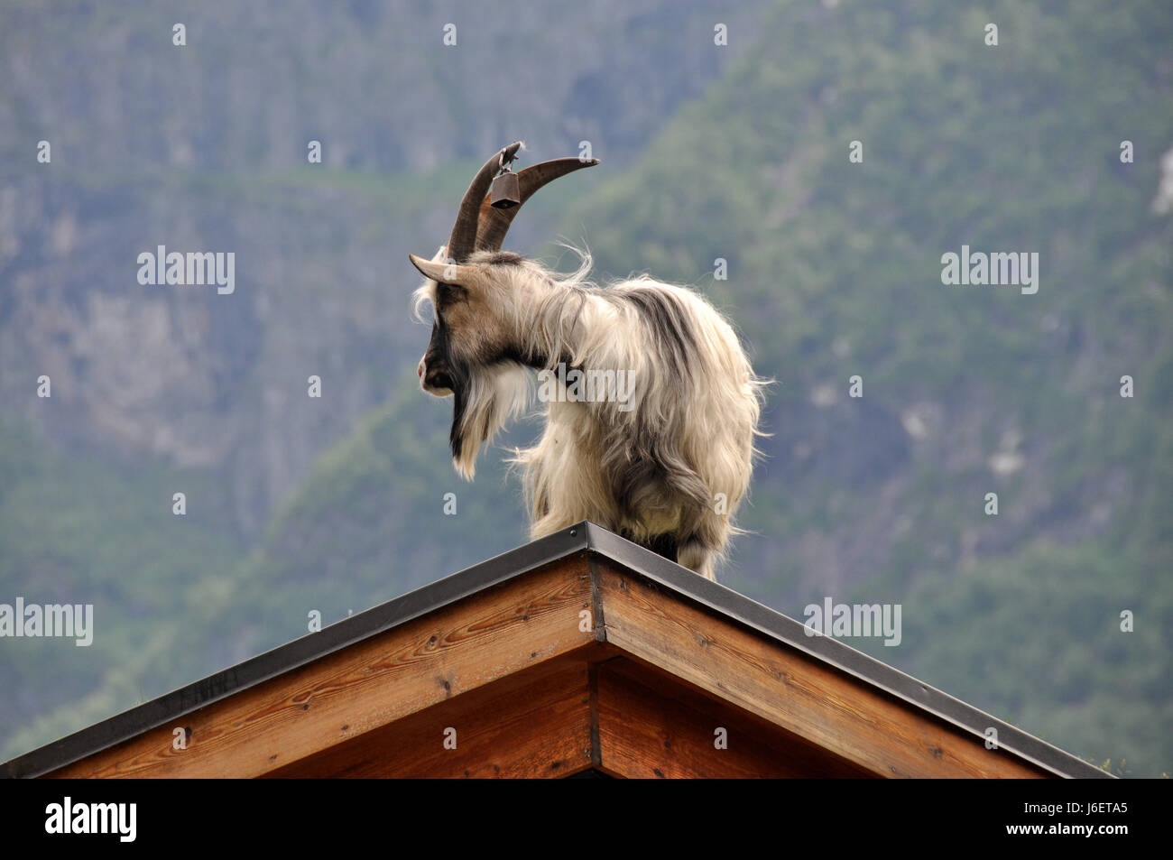 goat framehouse wool cornets goatbeard gable billy goat rooftop ...