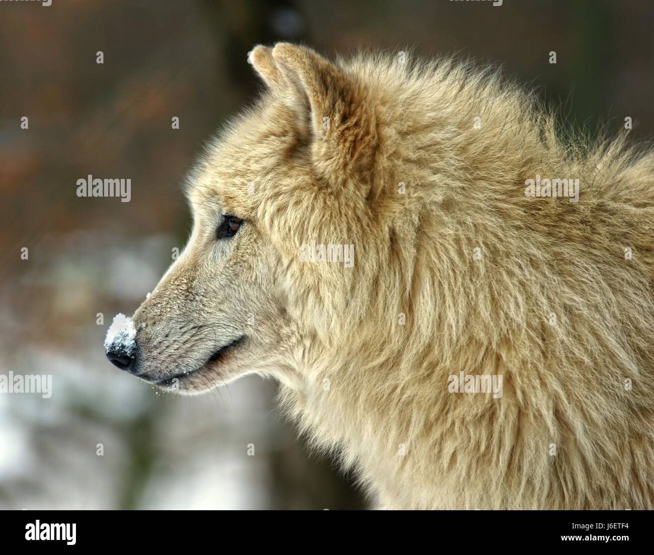 mammal blank european caucasian skin predator wolf animal mammal ...