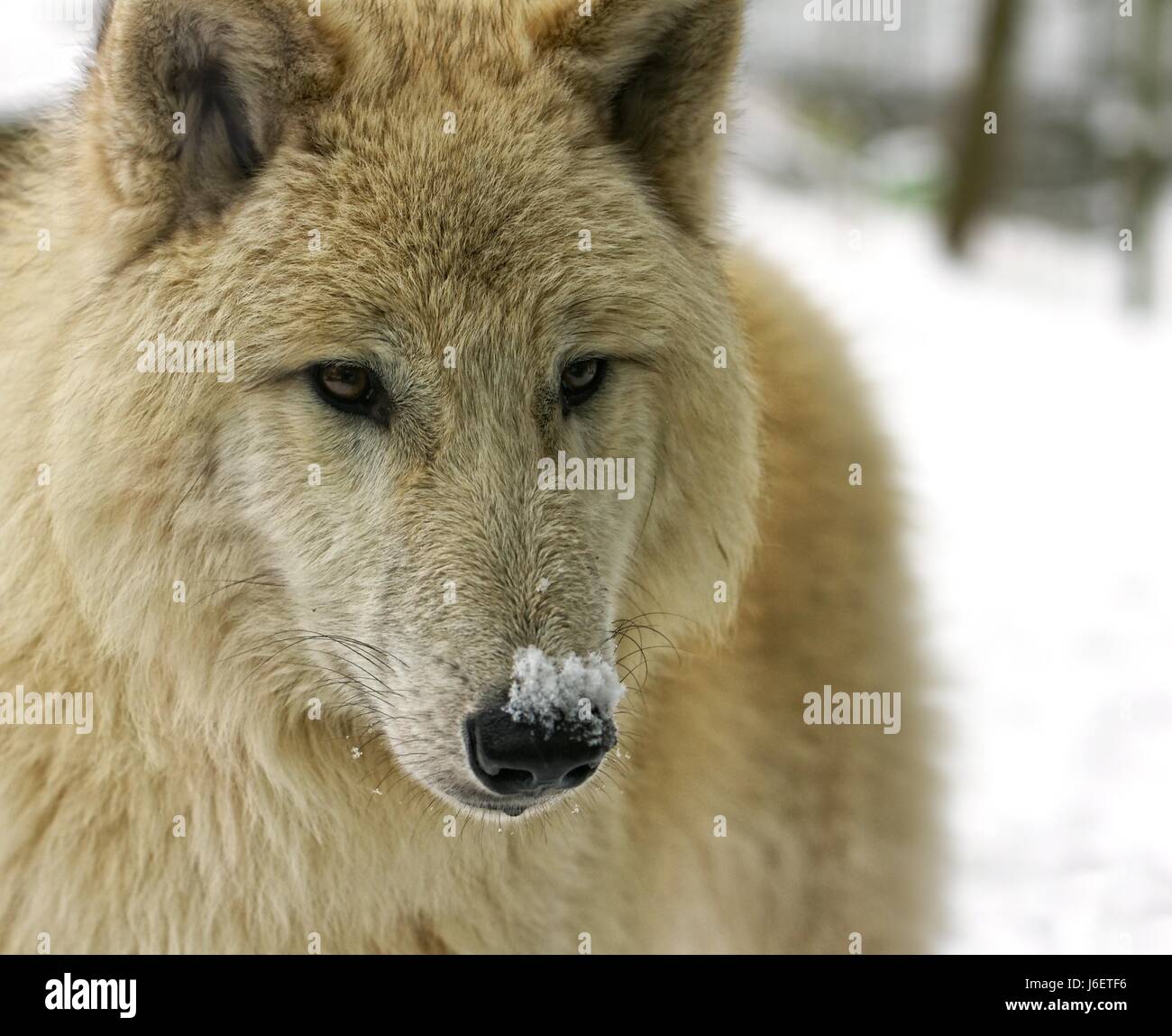 arctic wolf (canis lupus arctos Stock Photo - Alamy