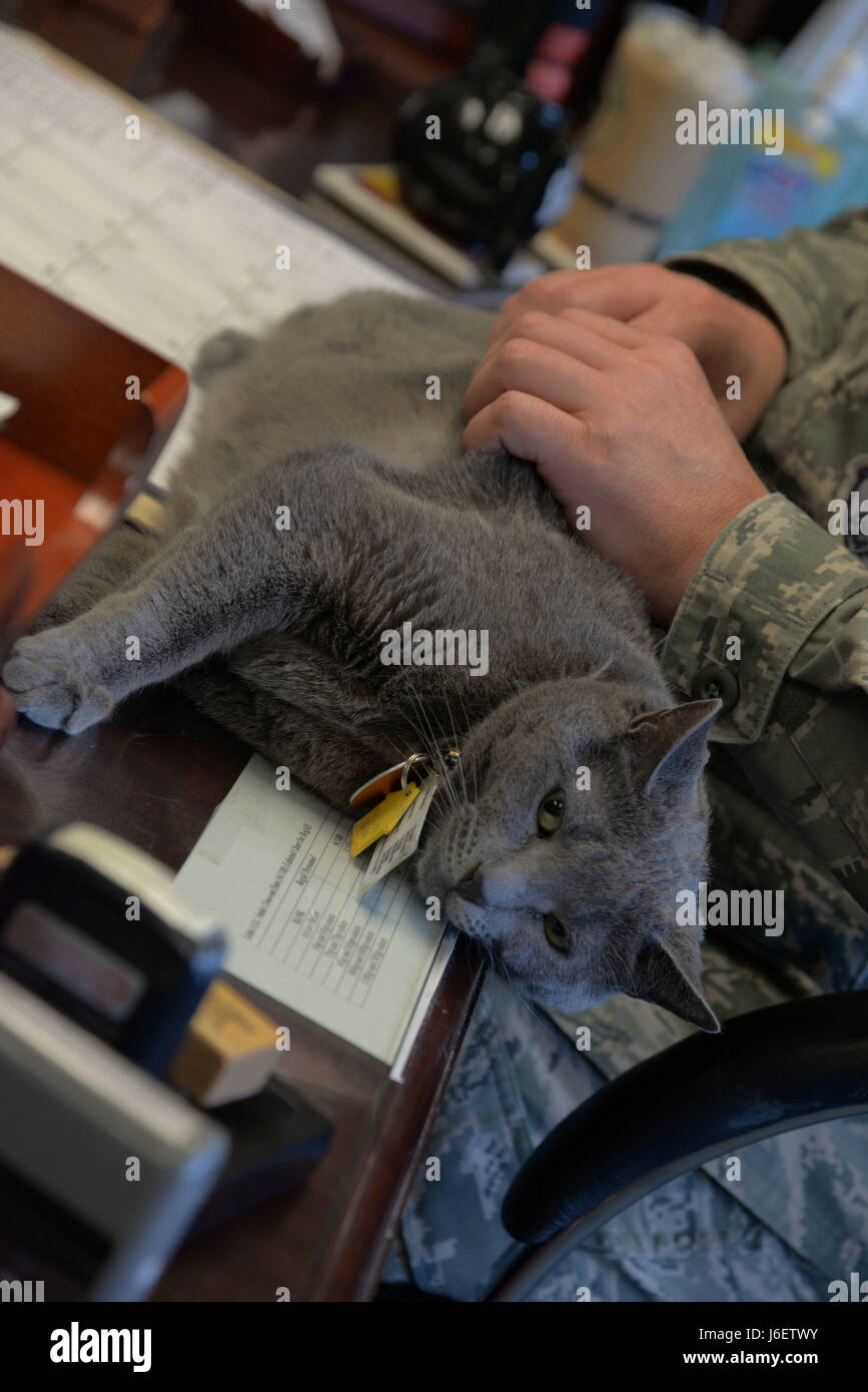 Buffe cat hi-res stock photography and images - Alamy