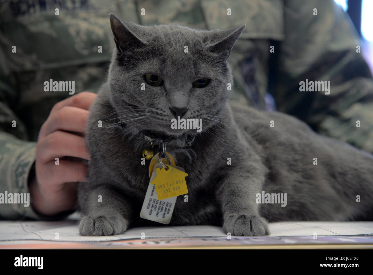 Buffe cat hi-res stock photography and images - Alamy