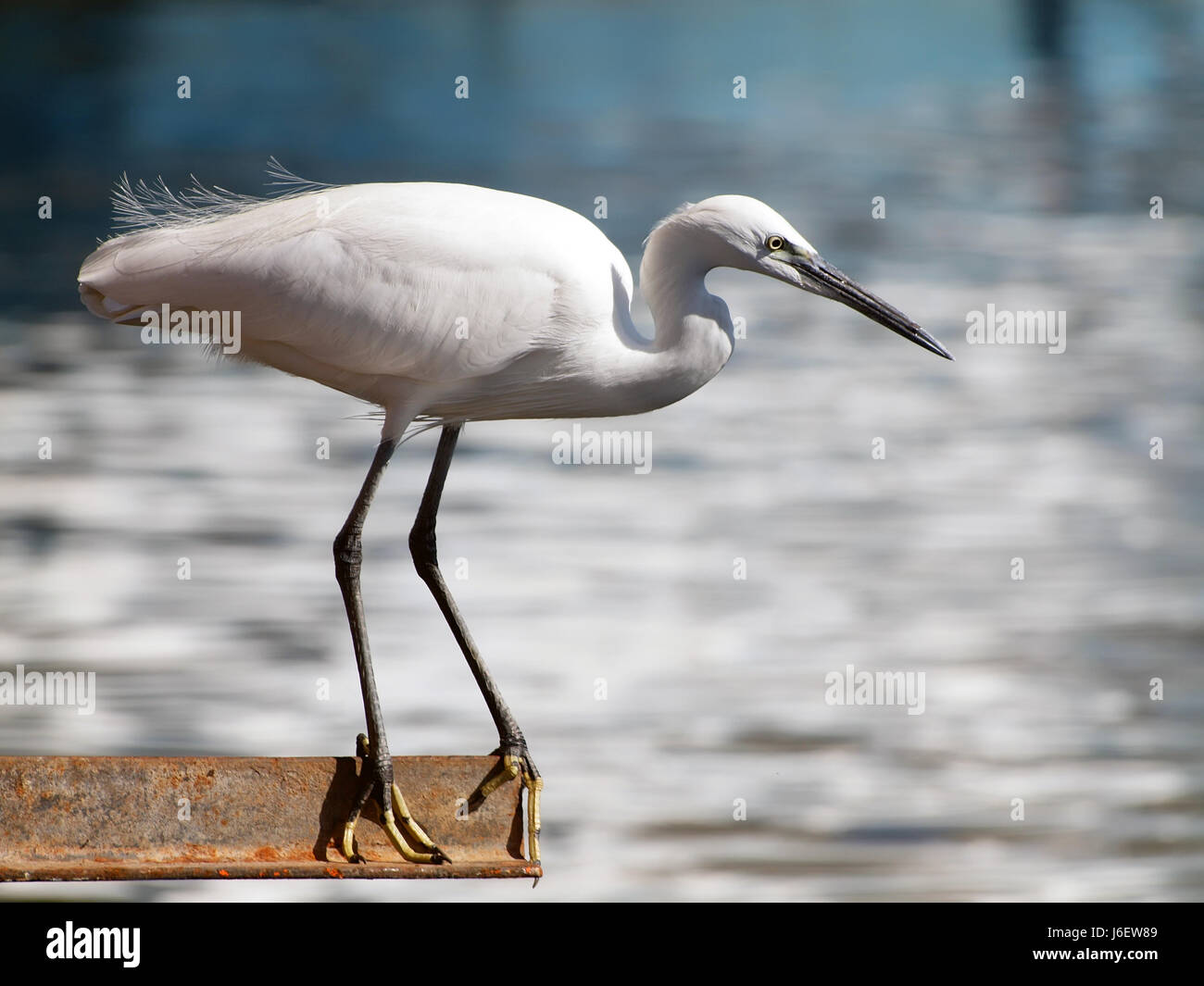 bird birds egypt heron river water nile bird birds egypt heron river ...