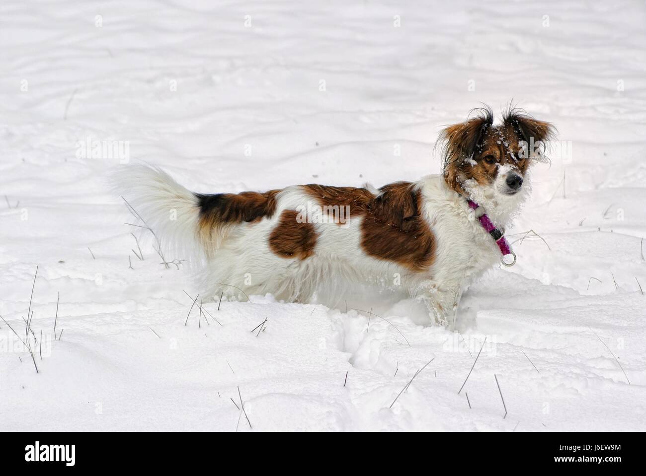 winter cold hairs skin dog ice snow shine shines bright lucent light ...