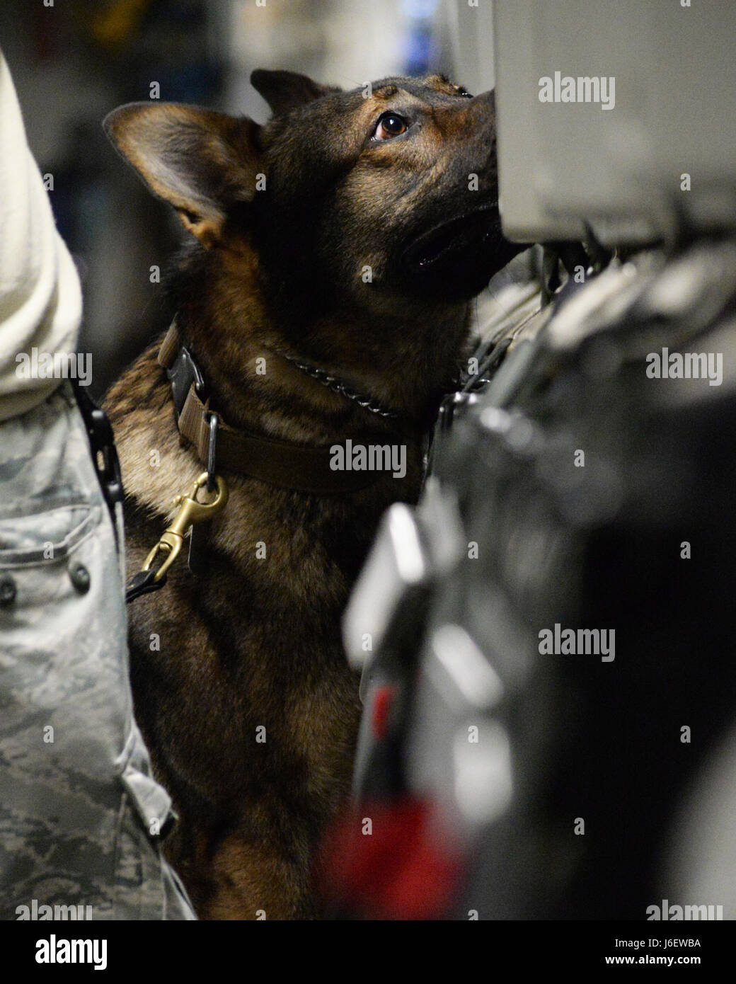 Military working dog conducts hi-res stock photography and images - Alamy