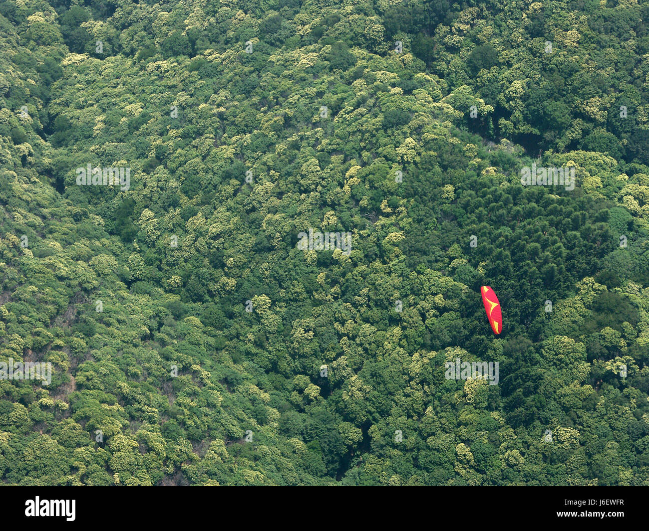 flying over the forest Stock Photo - Alamy