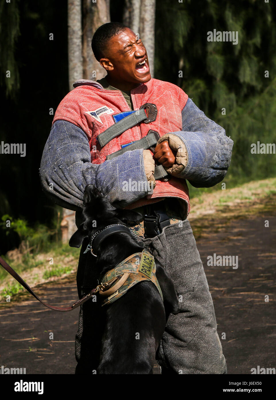 Scout dog kelly hi-res stock photography and images - Alamy