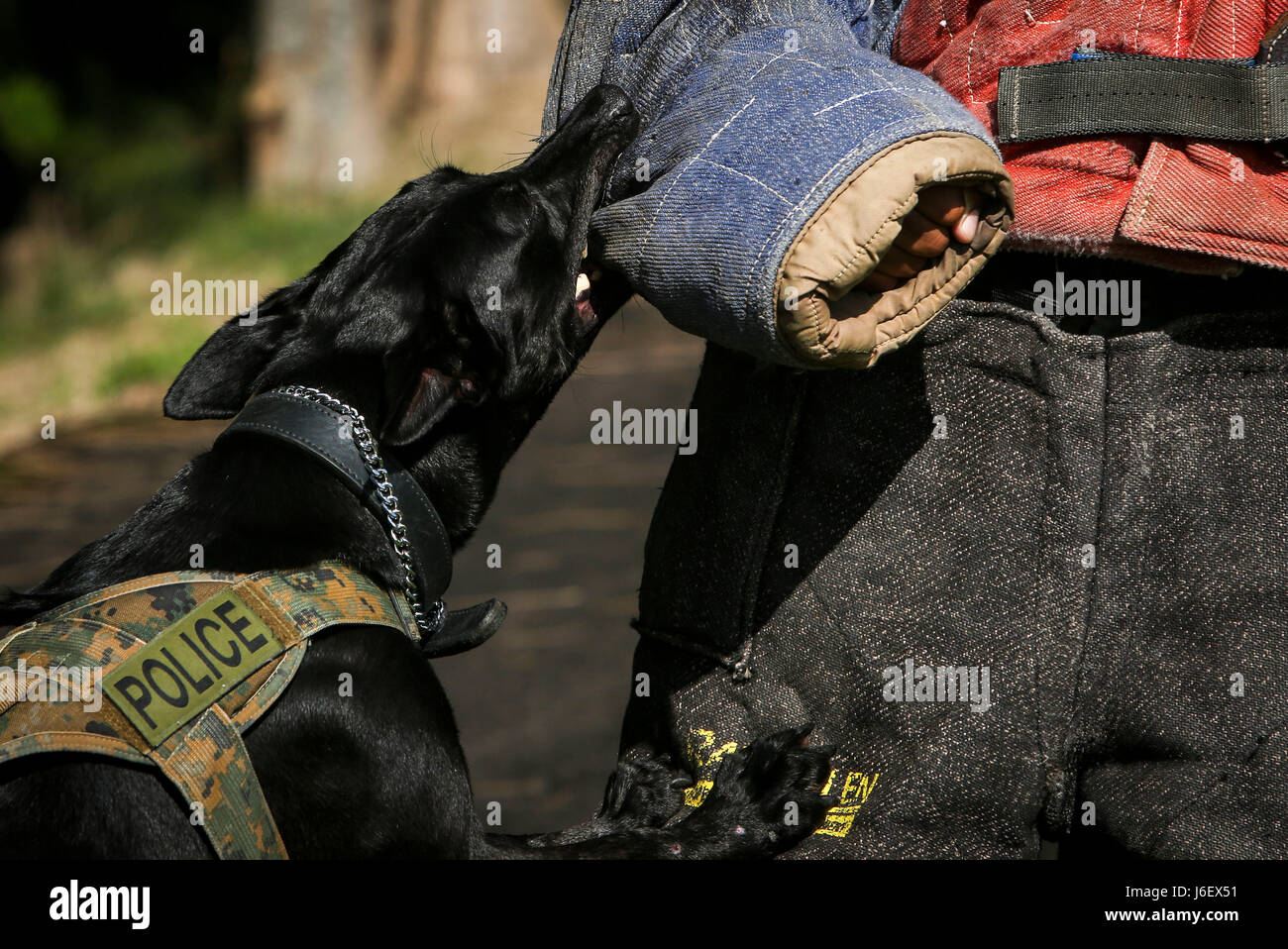 Scout dog kelly hi-res stock photography and images - Alamy
