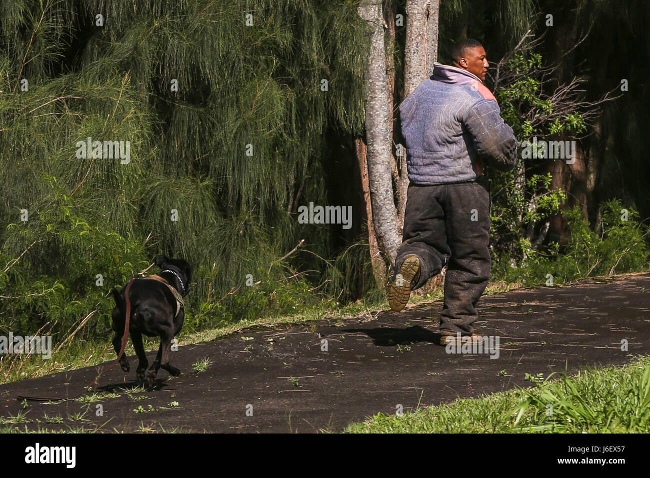 Scout dog kelly hi-res stock photography and images - Alamy